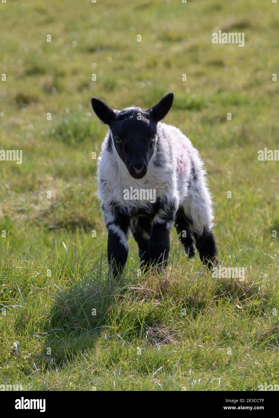 pretty black and white lamb on a spring day Stock Photo - Alamy