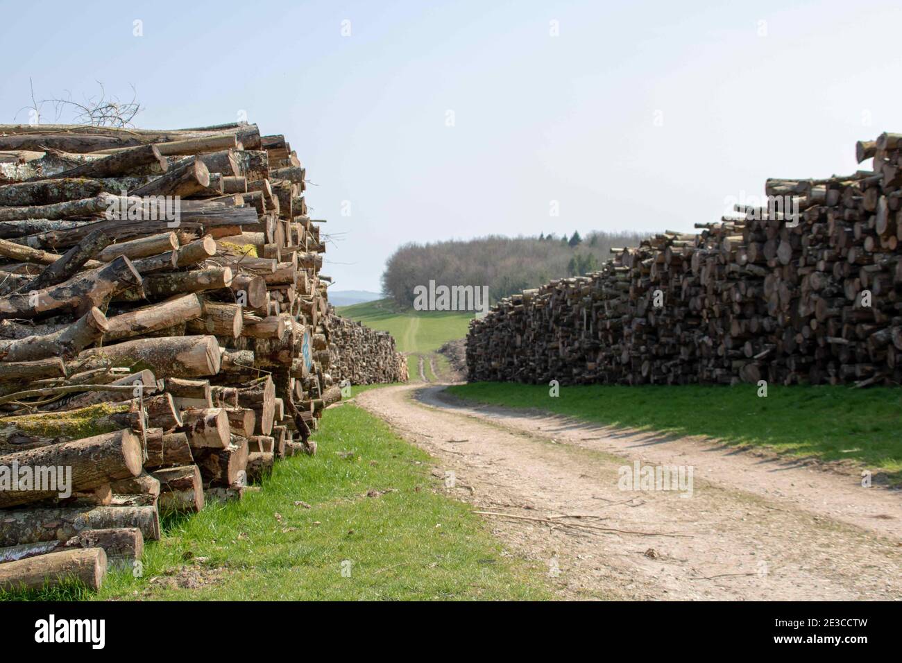 log trunk pile stacked neatly ready for the logging timber wood ...
