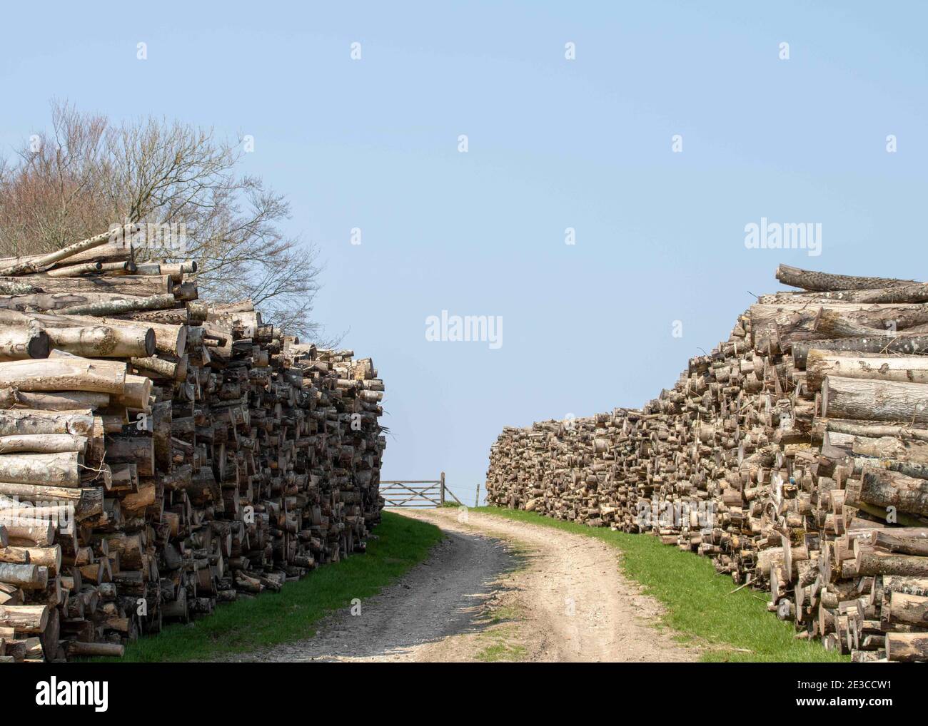 log trunk pile stacked neatly ready for the logging timber wood ...