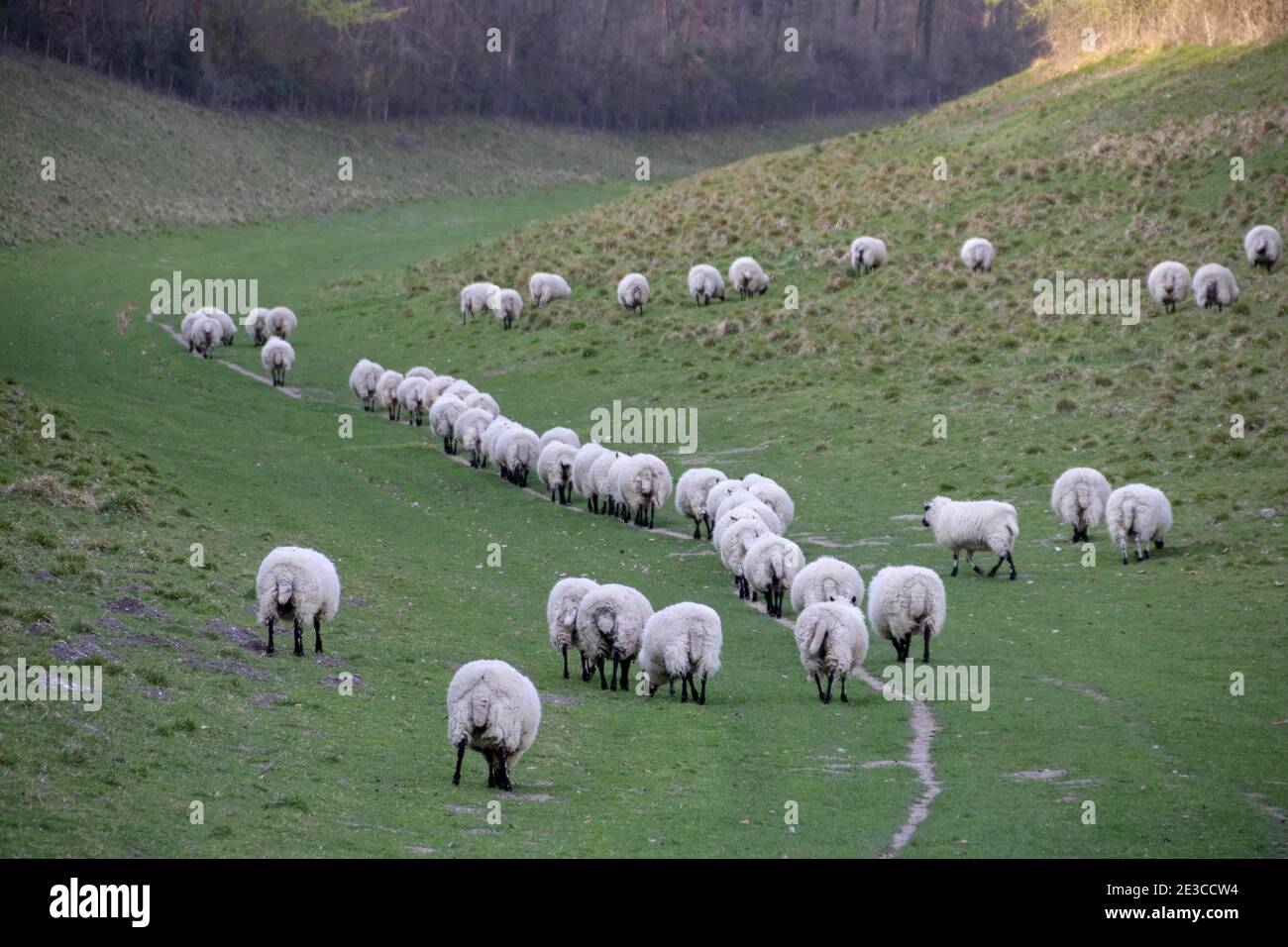 flock of sheep in beautiful English countryside Stock Photo - Alamy