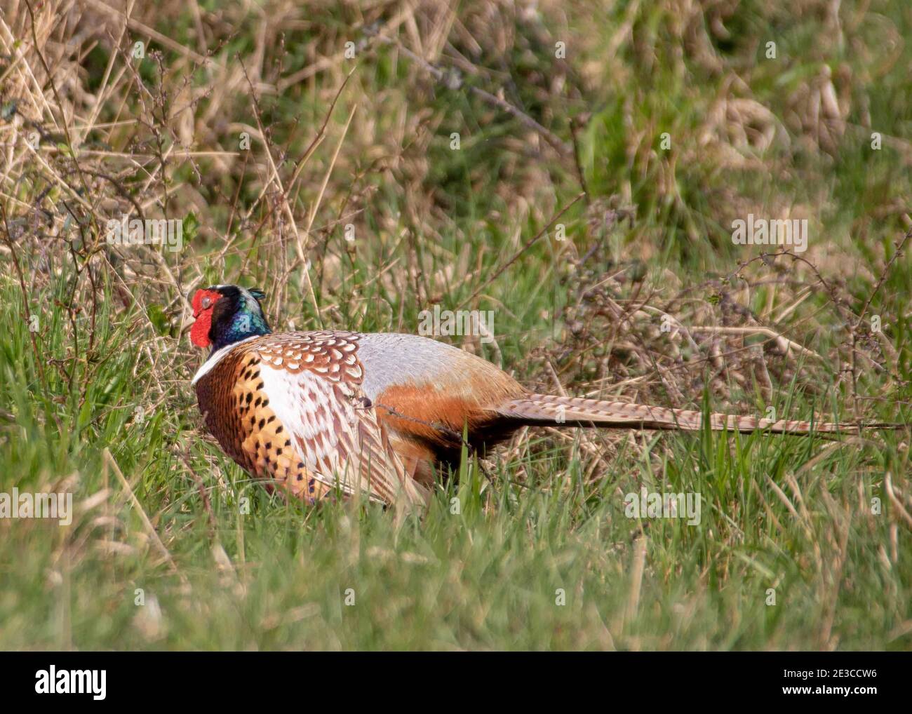 bright colourful common pheasant roaming the English countryside Stock ...