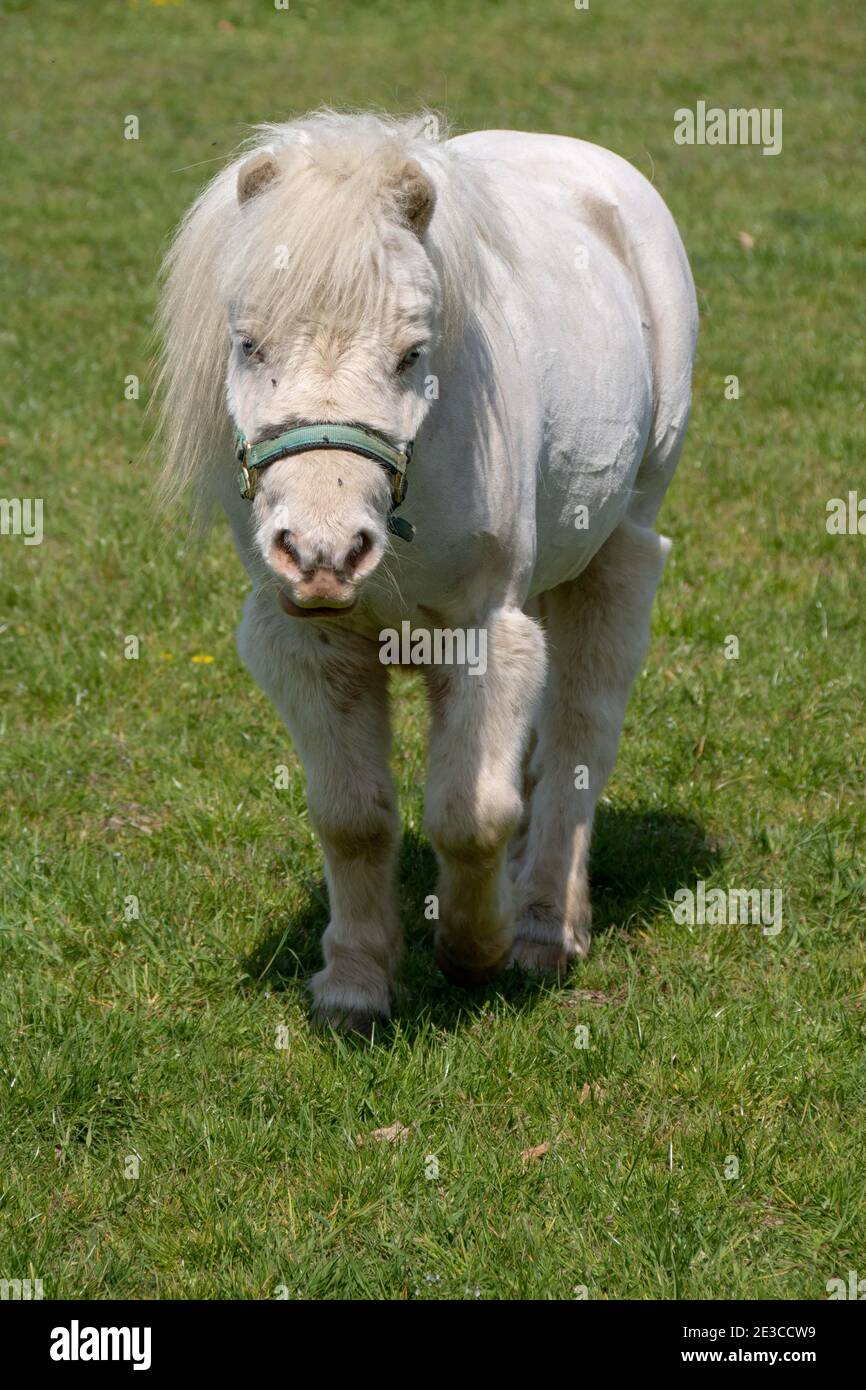 Pretty white pony hi-res stock photography and images - Alamy
