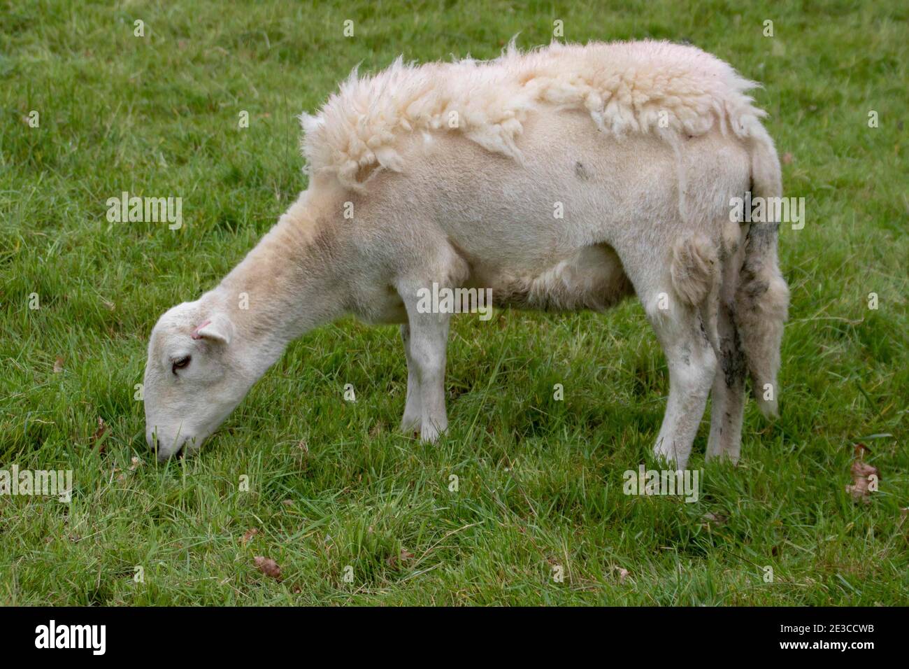 Shorn sheep hi-res stock photography and images - Alamy
