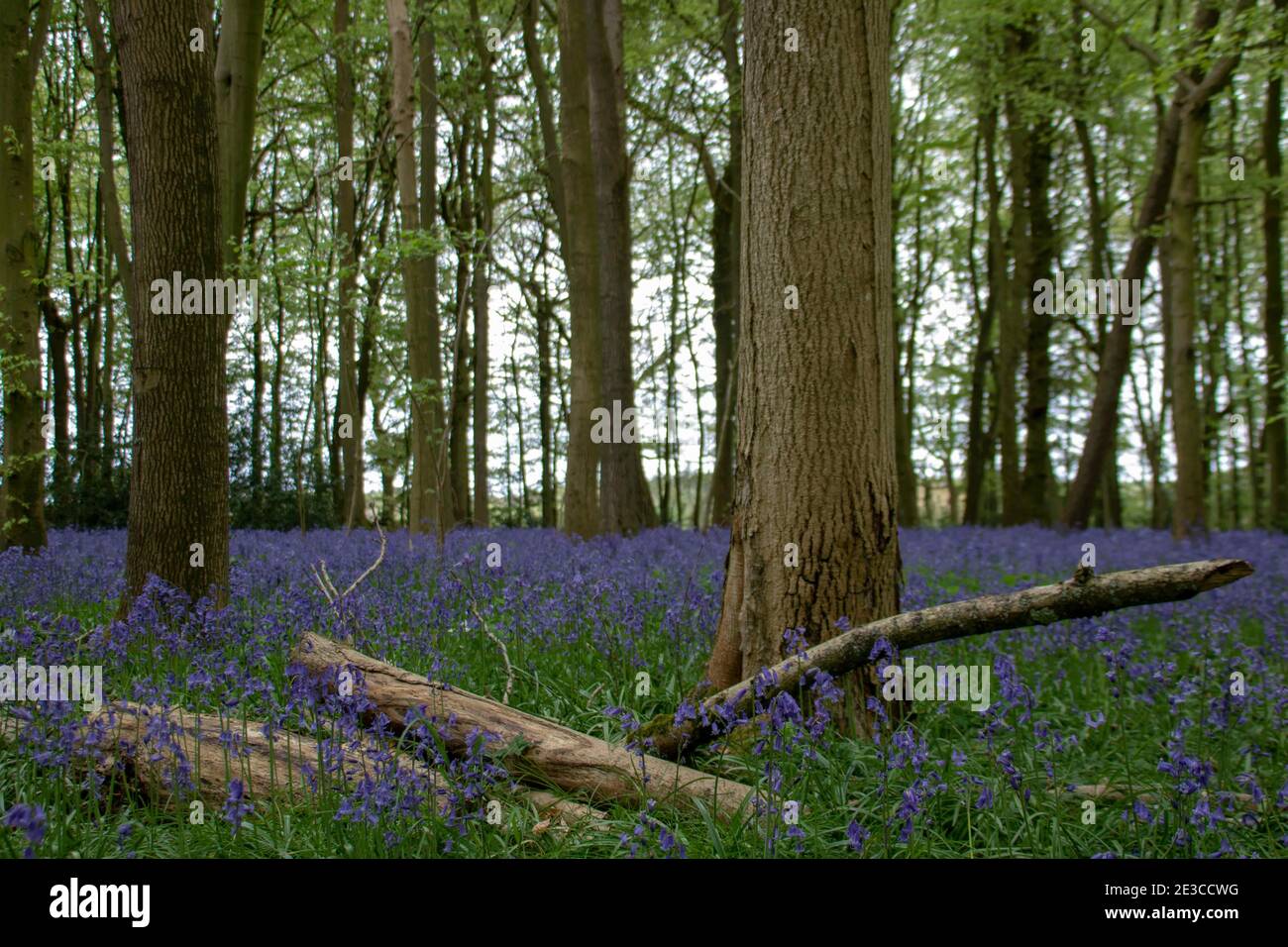 beautiful bright blue bluebells in the English countryside Stock Photo ...