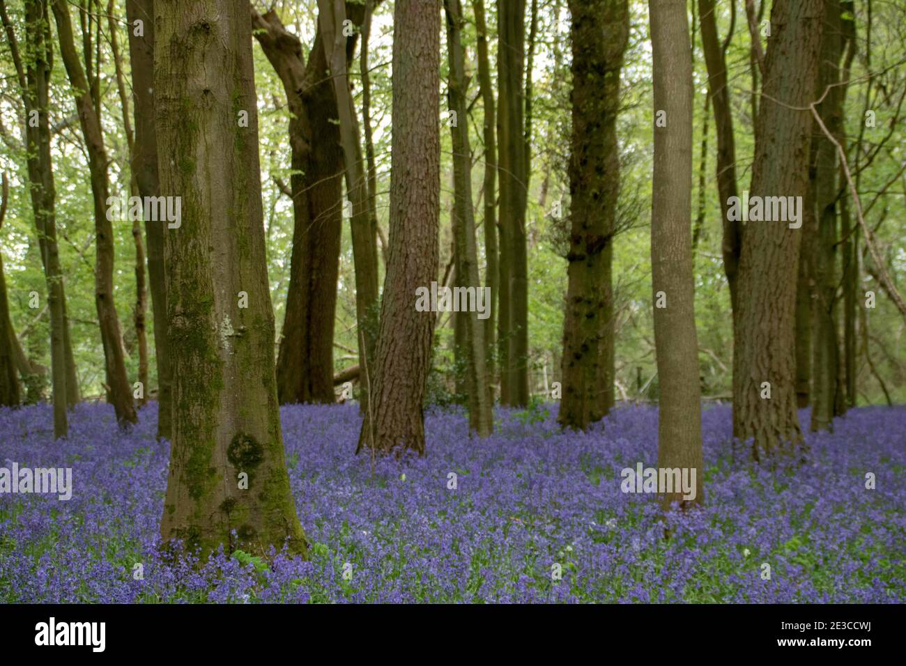 beautiful bright blue bluebells in the English countryside Stock Photo ...