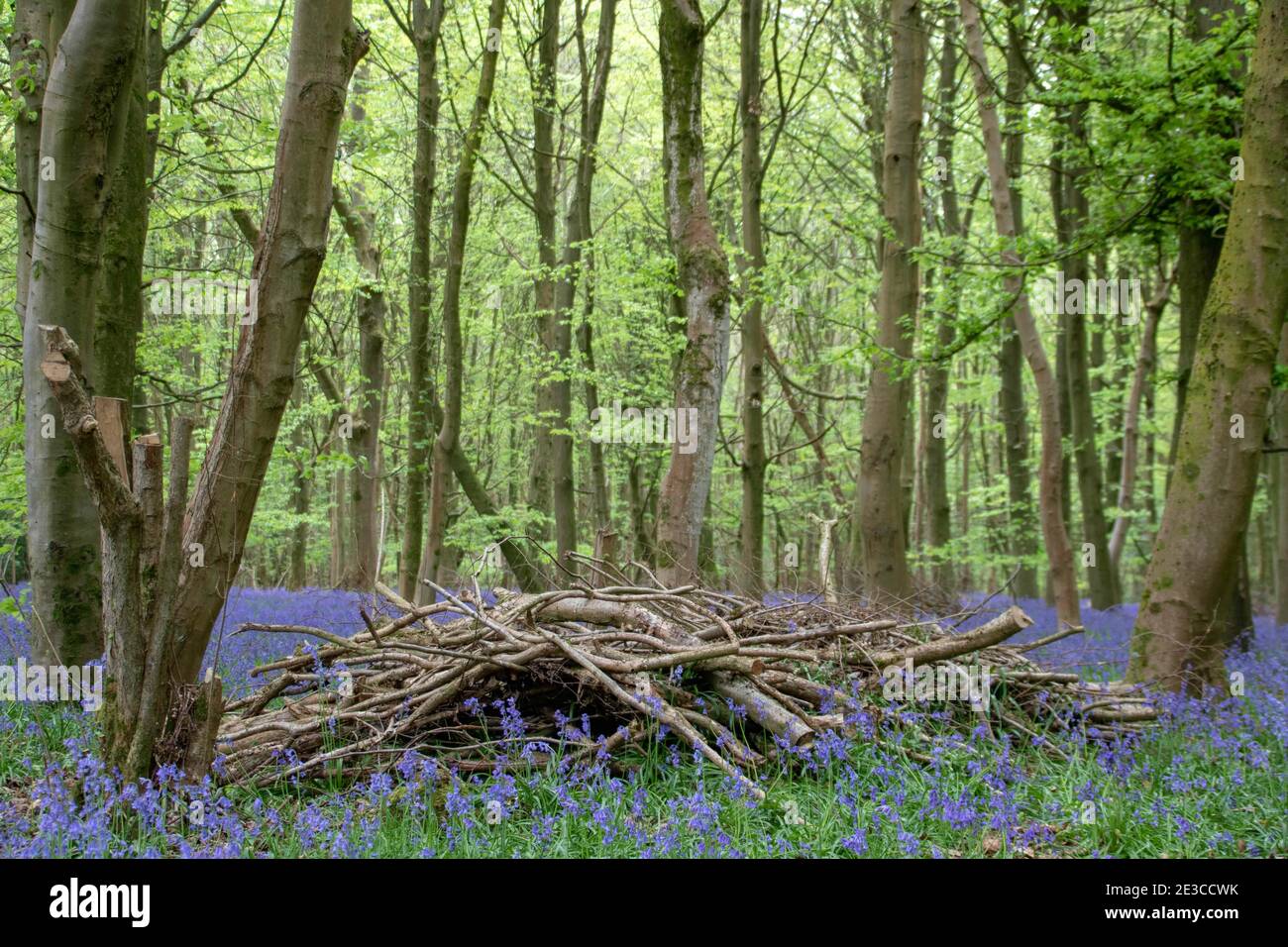 beautiful bright blue bluebells in the English countryside Stock Photo ...
