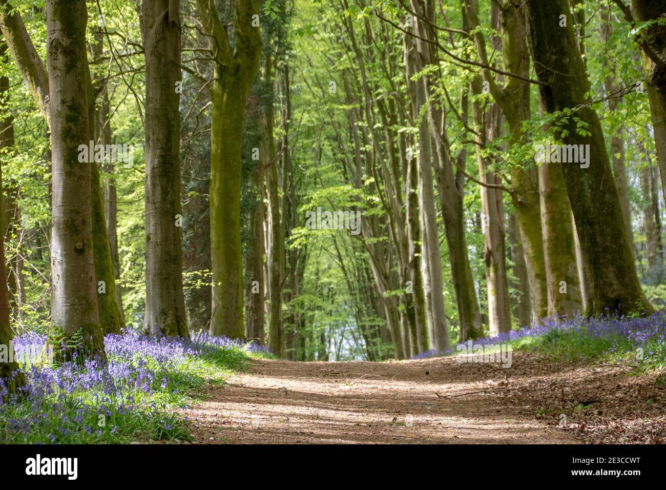 beautiful bright blue bluebells in the English countryside Stock Photo ...