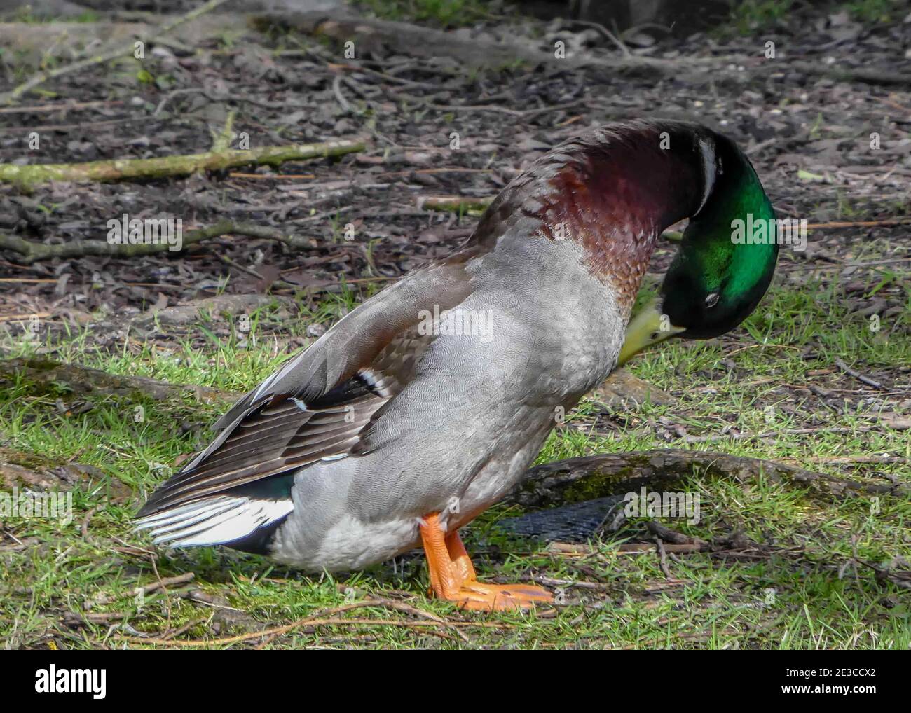 beautiful duck having a preen Stock Photo - Alamy