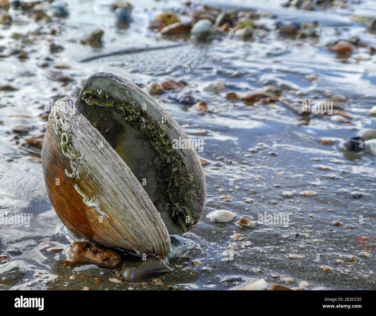 Cockle shell hi-res stock photography and images - Alamy