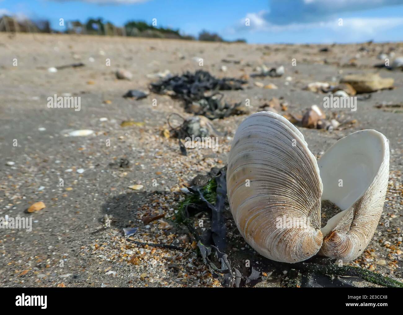 Cockle shell hi-res stock photography and images - Alamy