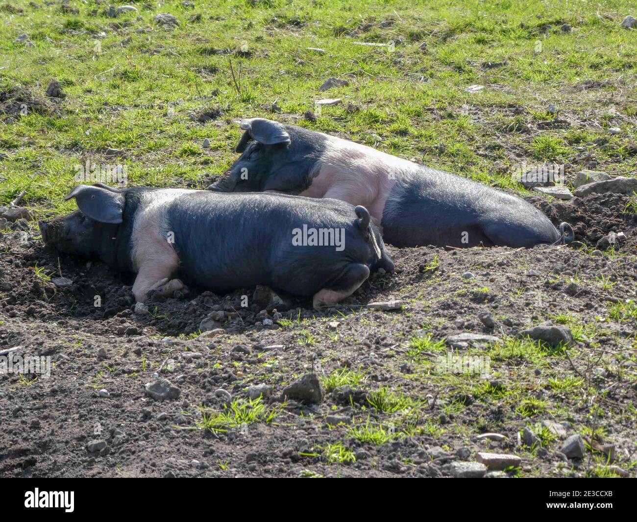black and pink striped pigs enjoying themselves in the mud Stock Photo ...