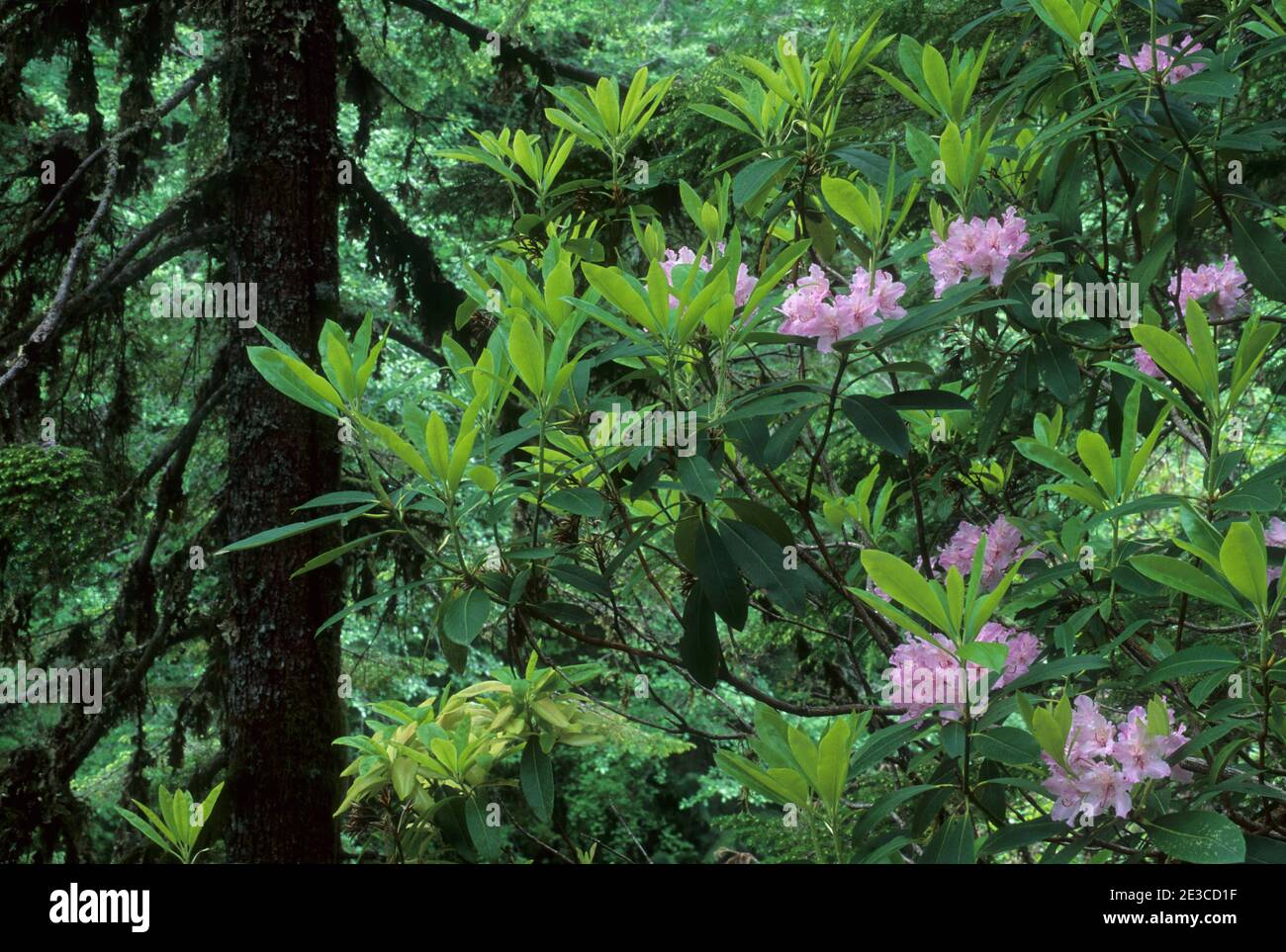 Pacific rhododendron (Rhododendron macrophyllum) in bloom, Willamette ...