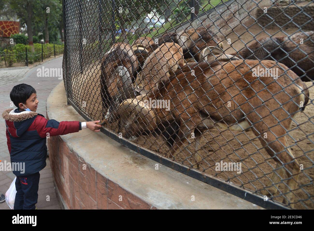 Pakistani visitors arriving at Lahore Zoo to enjoying Sunday holiday ...