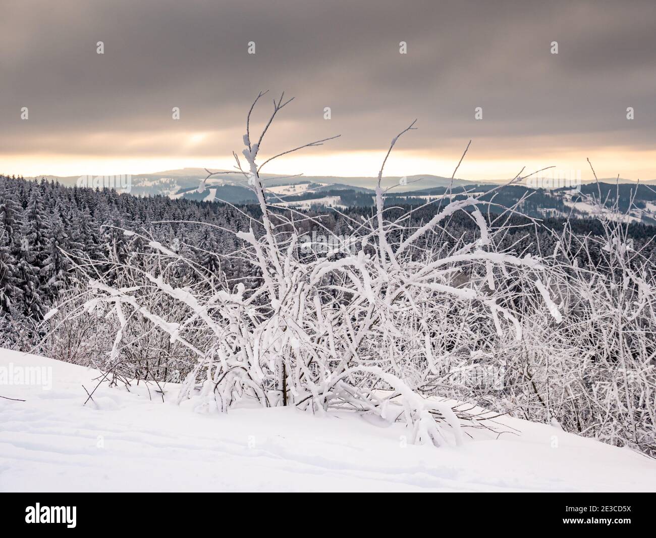 Plants in winter splendor background Stock Photo - Alamy