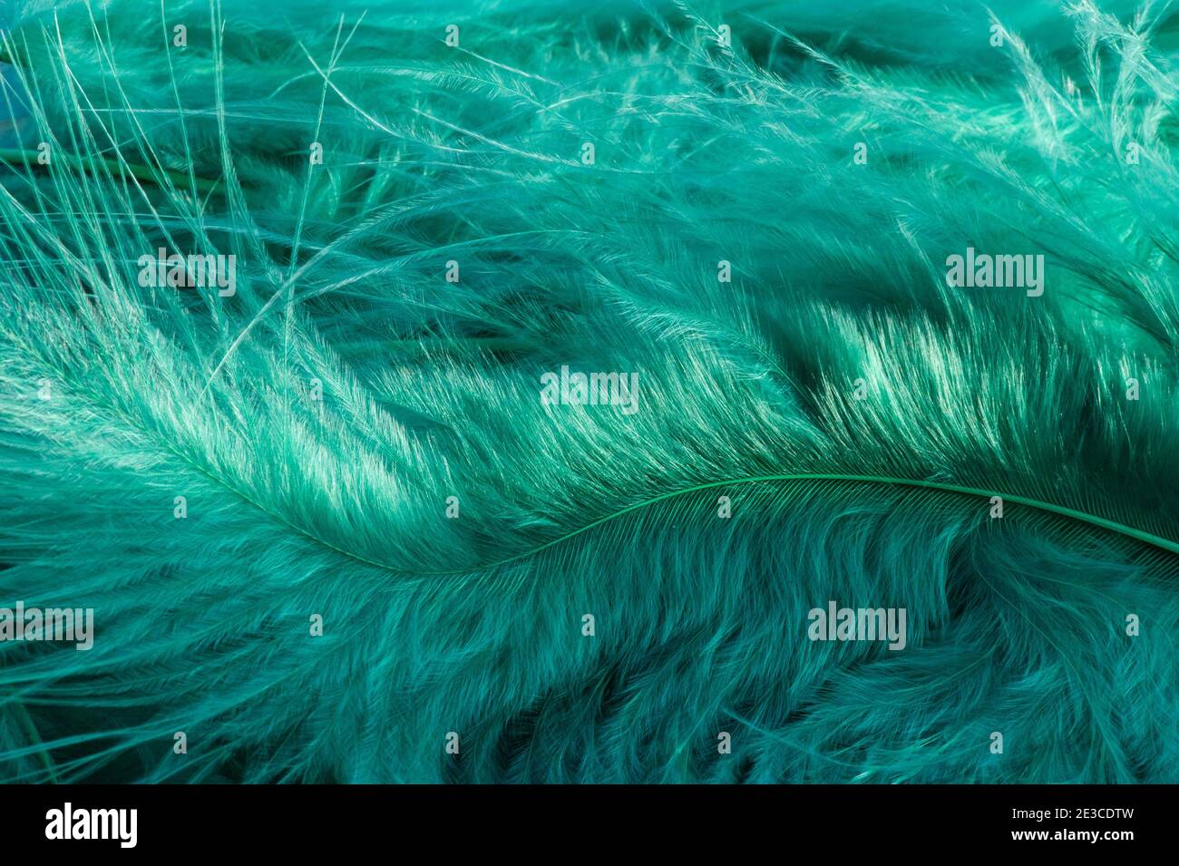 green feathers. Green feathers texture. Green texture for designers ...