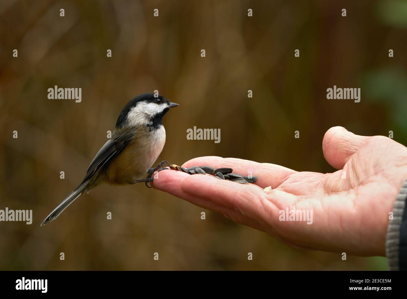 Black-capped Chickadee Eating Sunflower Seeds. Hand feeding sunflower ...