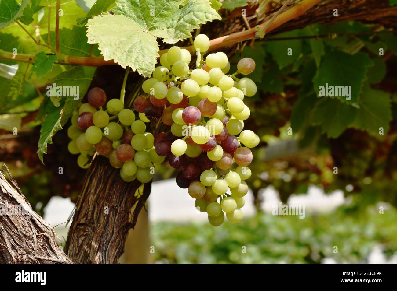 green grape growth on branch in farm Stock Photo - Alamy