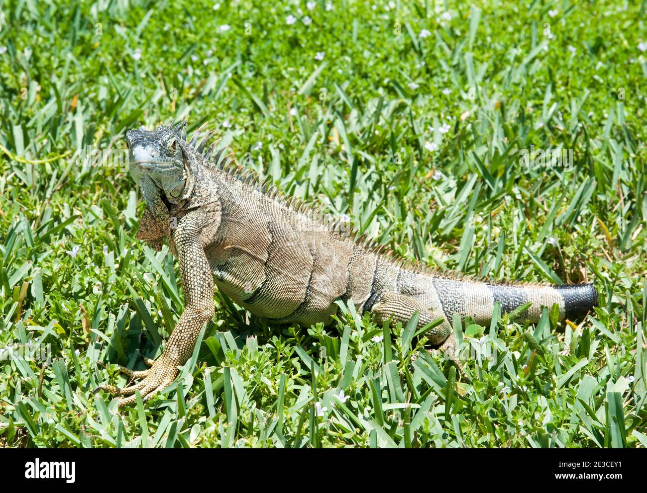 The close view of medium size wild iguana on Grand Cayman island ...