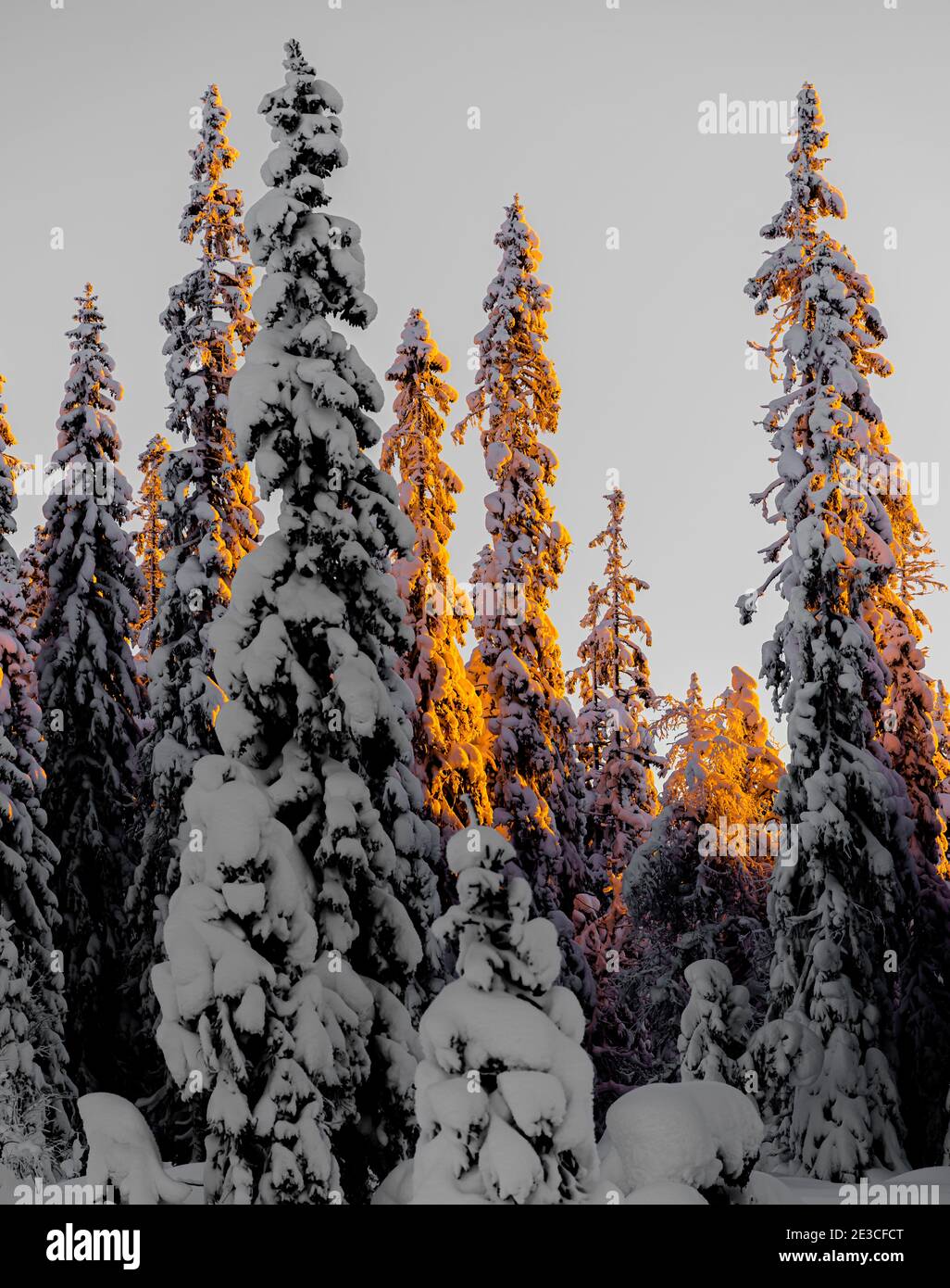 Sunset over a snow covered arctic pine forest in a winter wonderland ...