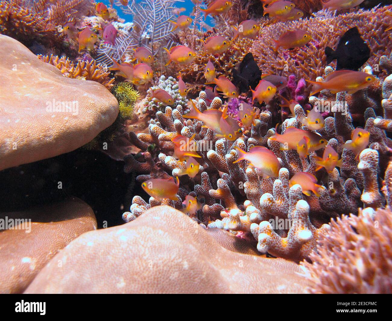 High angle shot of many tiny fishing under the water Stock Photo - Alamy