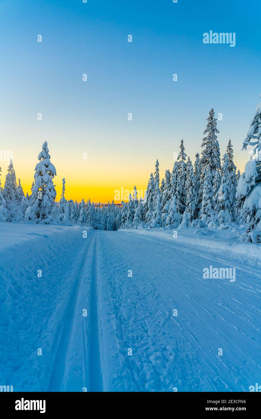 Cross country skiing slope running through a snow covered frozen forest ...