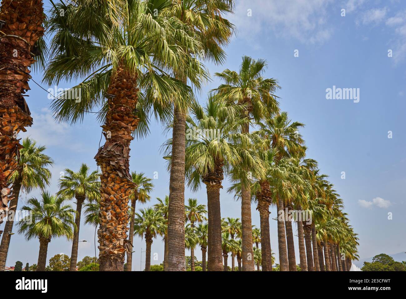 A row of palm trees over a blue sky with plenty of negative space Stock ...