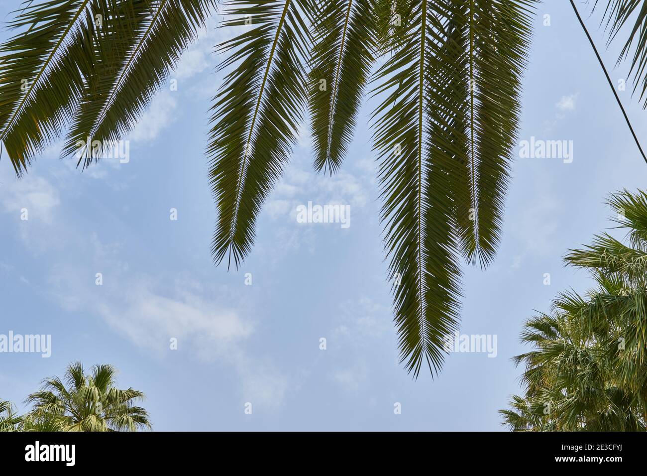 A row of palm trees over a blue sky with plenty of negative space Stock ...