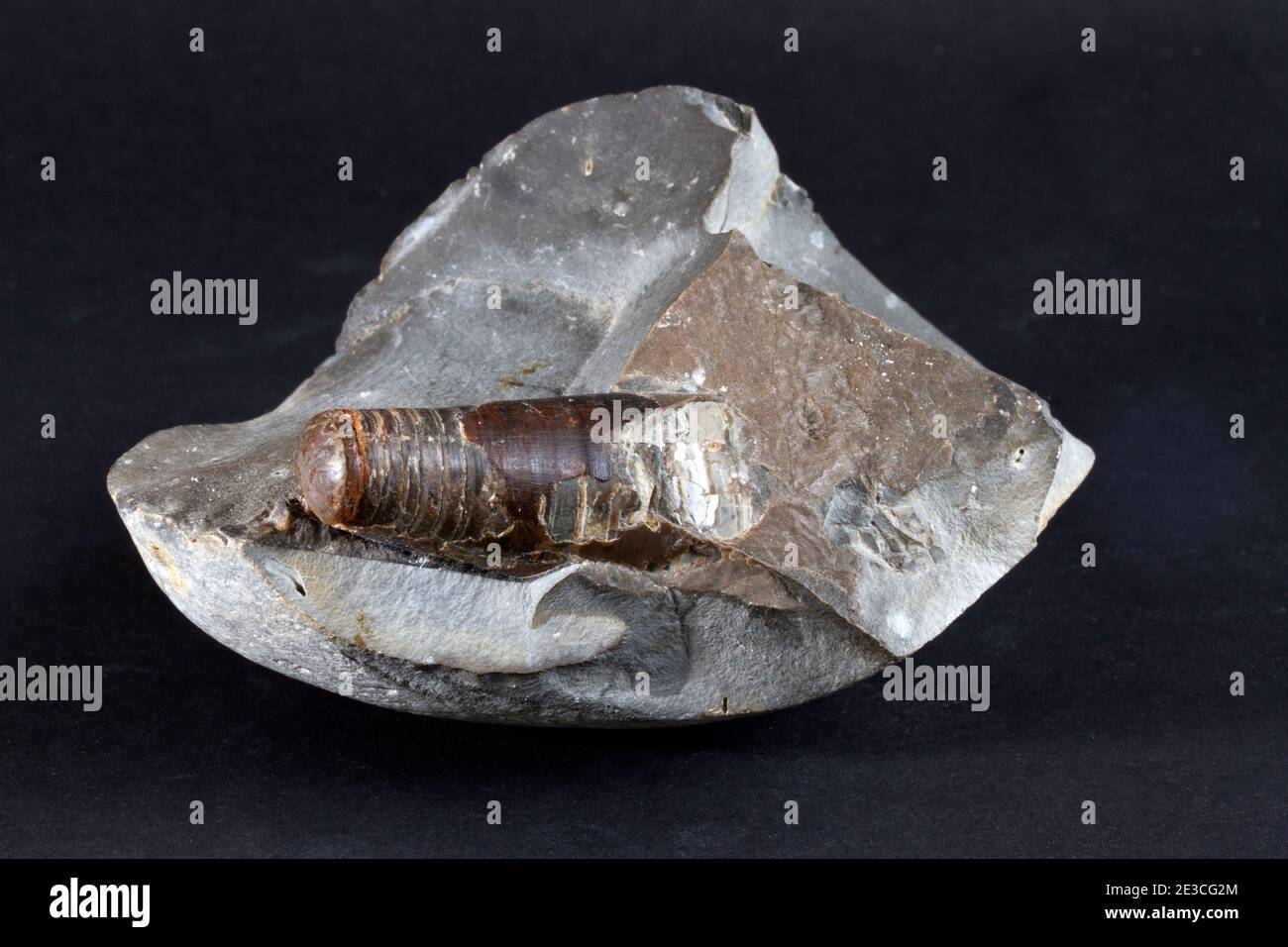 The bullet-shaped chambered Phragmacone is often the only remnant of a ...
