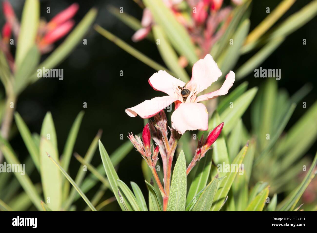 Nerium tree hi-res stock photography and images - Alamy