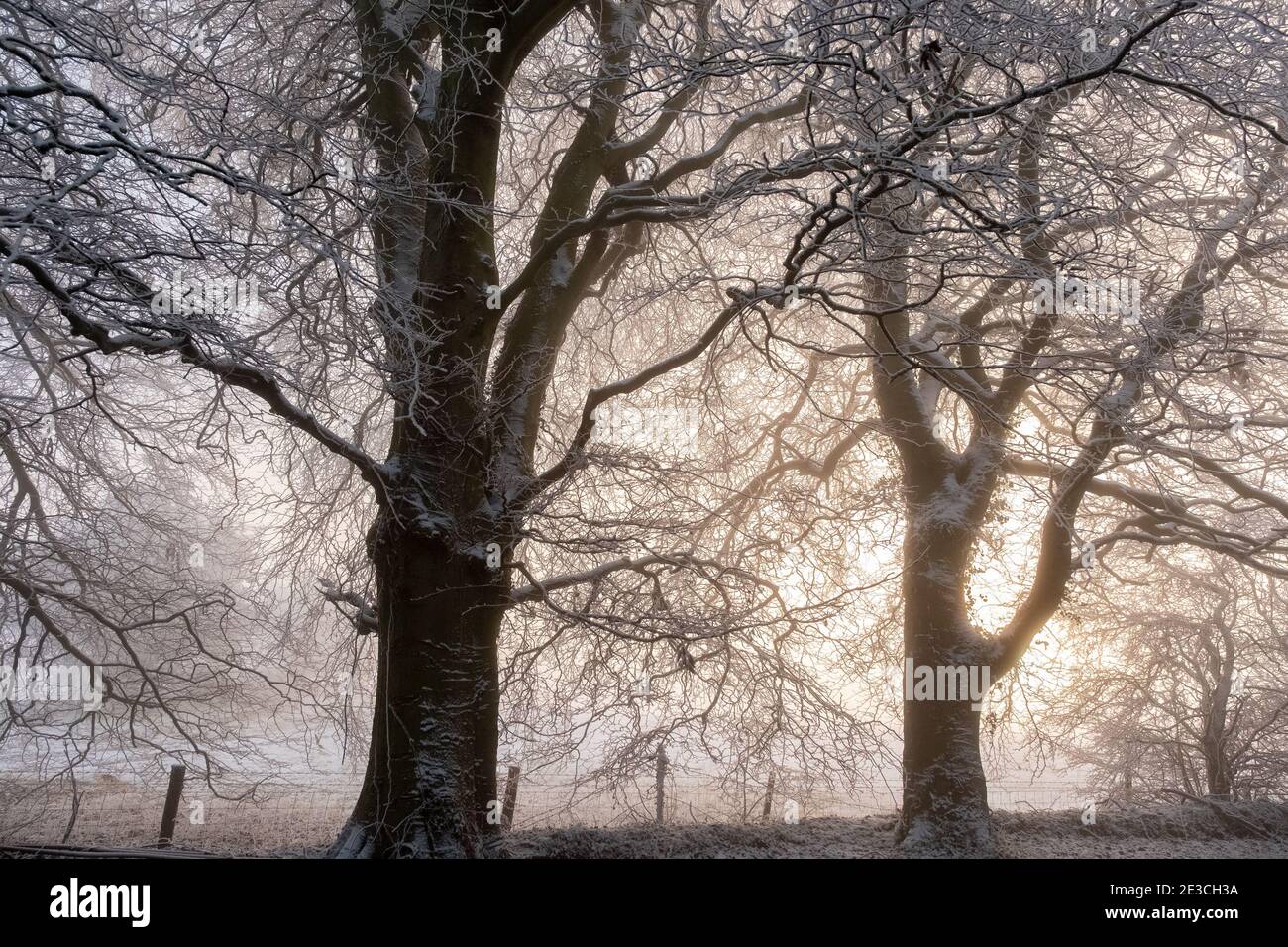 Frosty trees in the British Countryside Stock Photo - Alamy