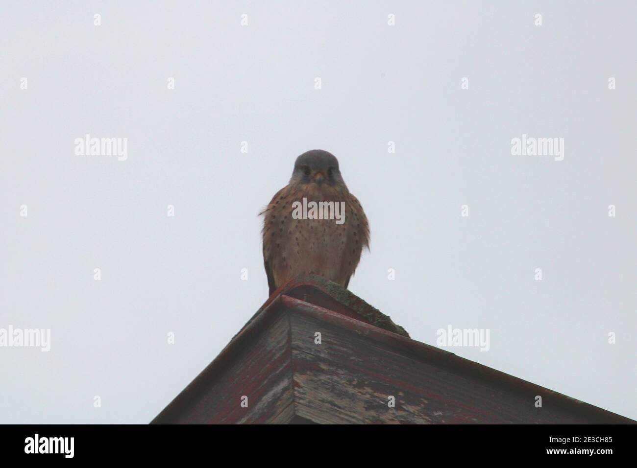 Small raptor hi-res stock photography and images - Alamy