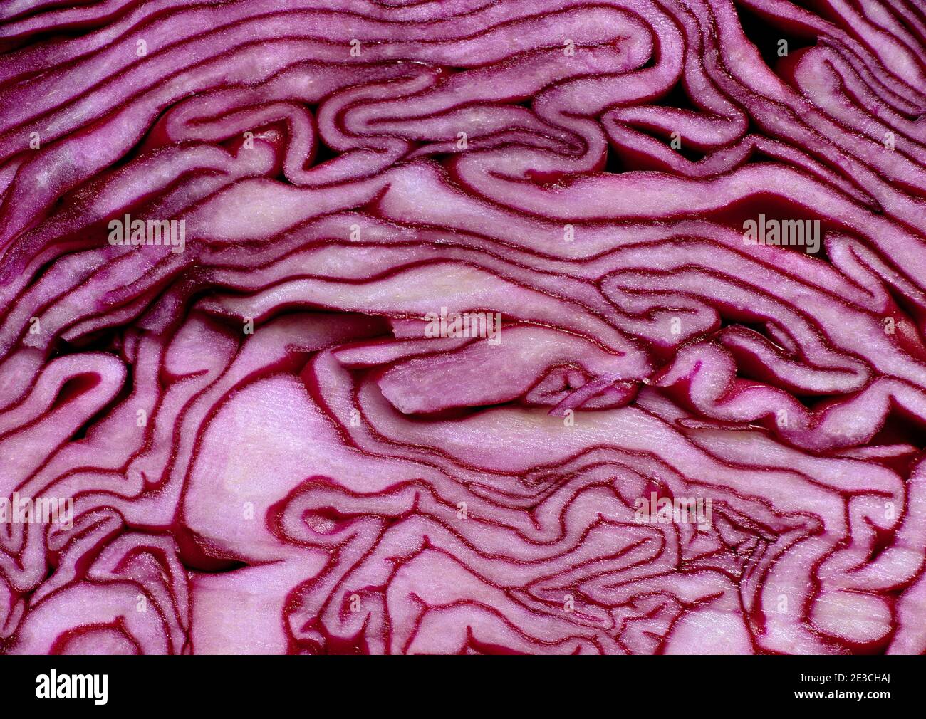 A still life of a cross-section of Red Cabbage Stock Photo - Alamy