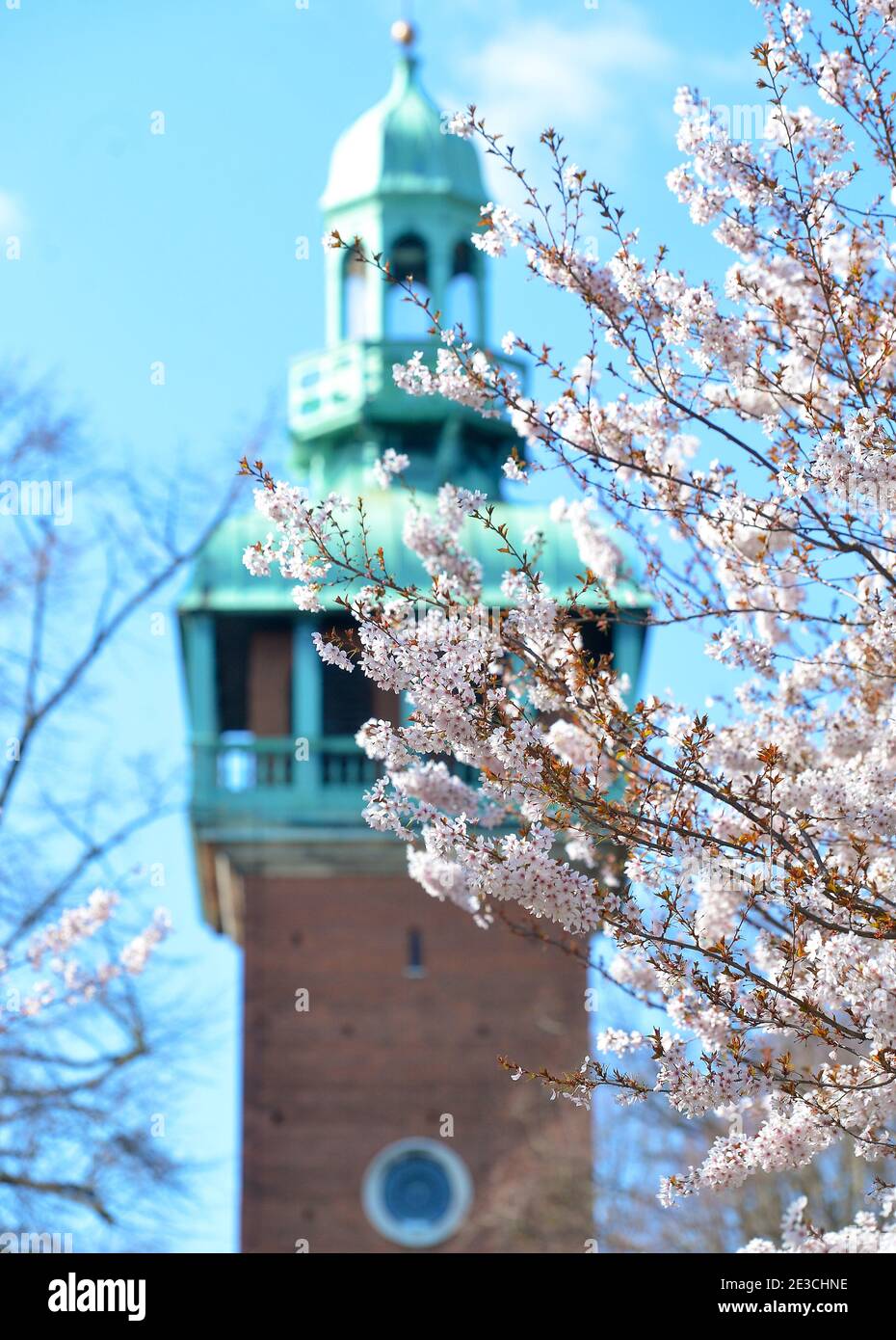 The Carillon Tower in Loughborough surrounded by spring blossom Stock ...