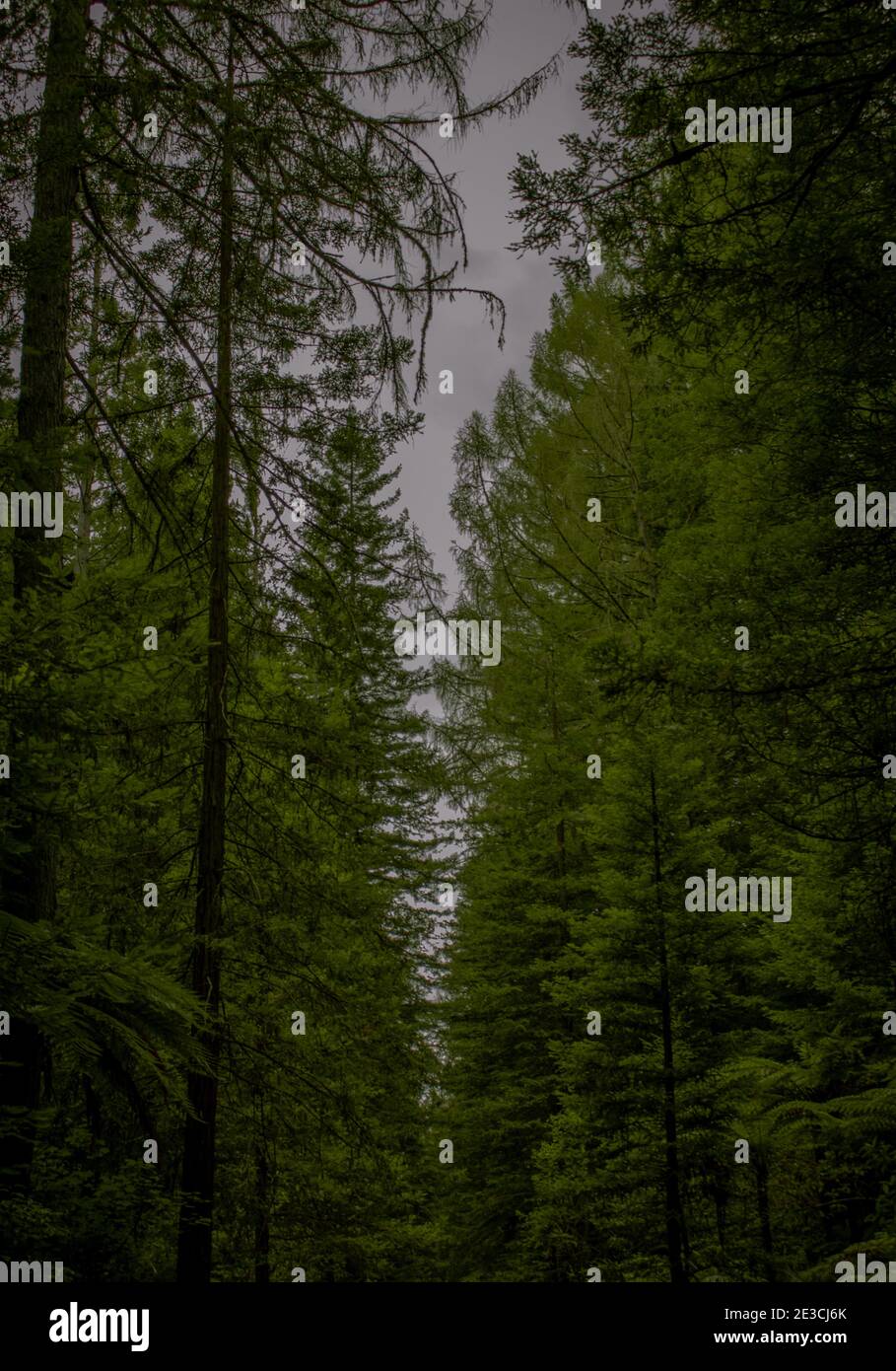 Vertical shot of a forest with high green trees on the dark sky ...