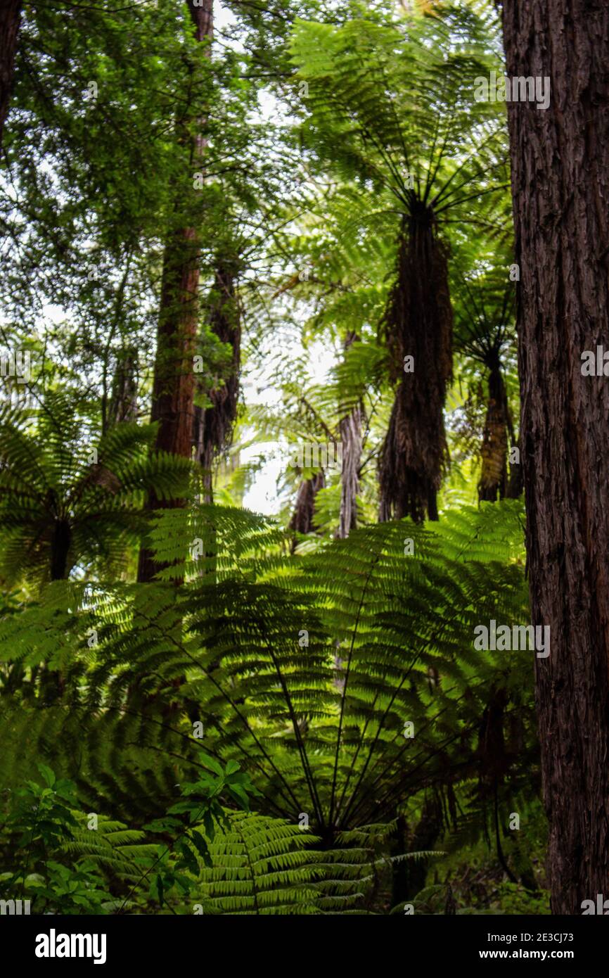 Vertical shot of a tropical forest with high green trees in a daytime ...