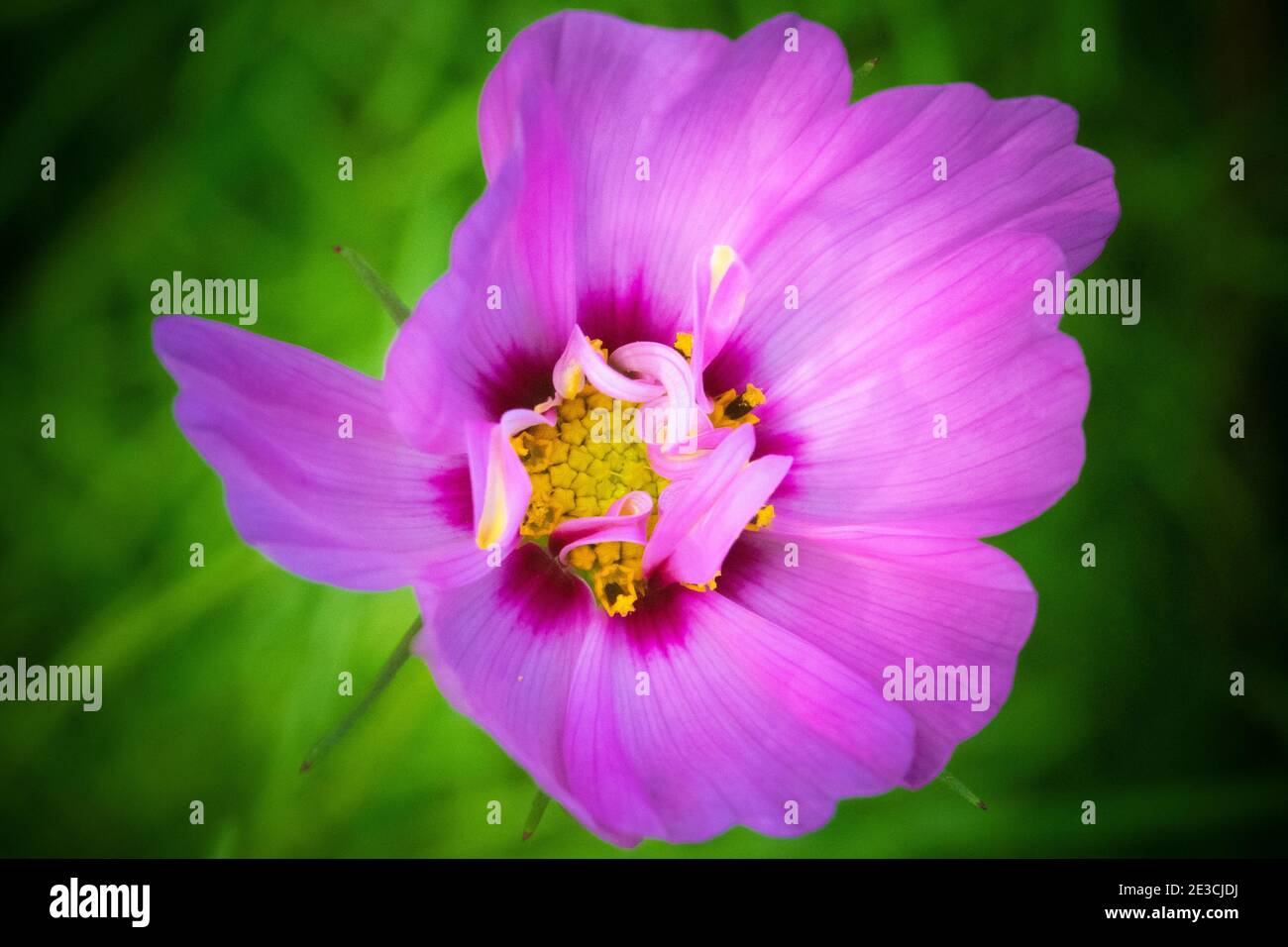 A pink flower centered in the frame with a green background. Pollen ...