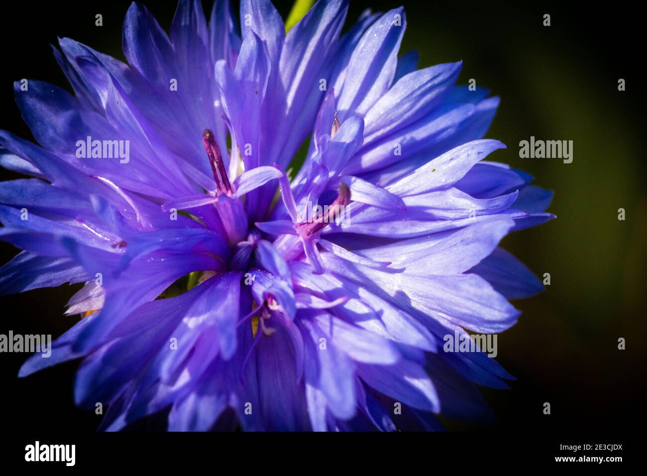Dark blue wildflower hi-res stock photography and images - Alamy