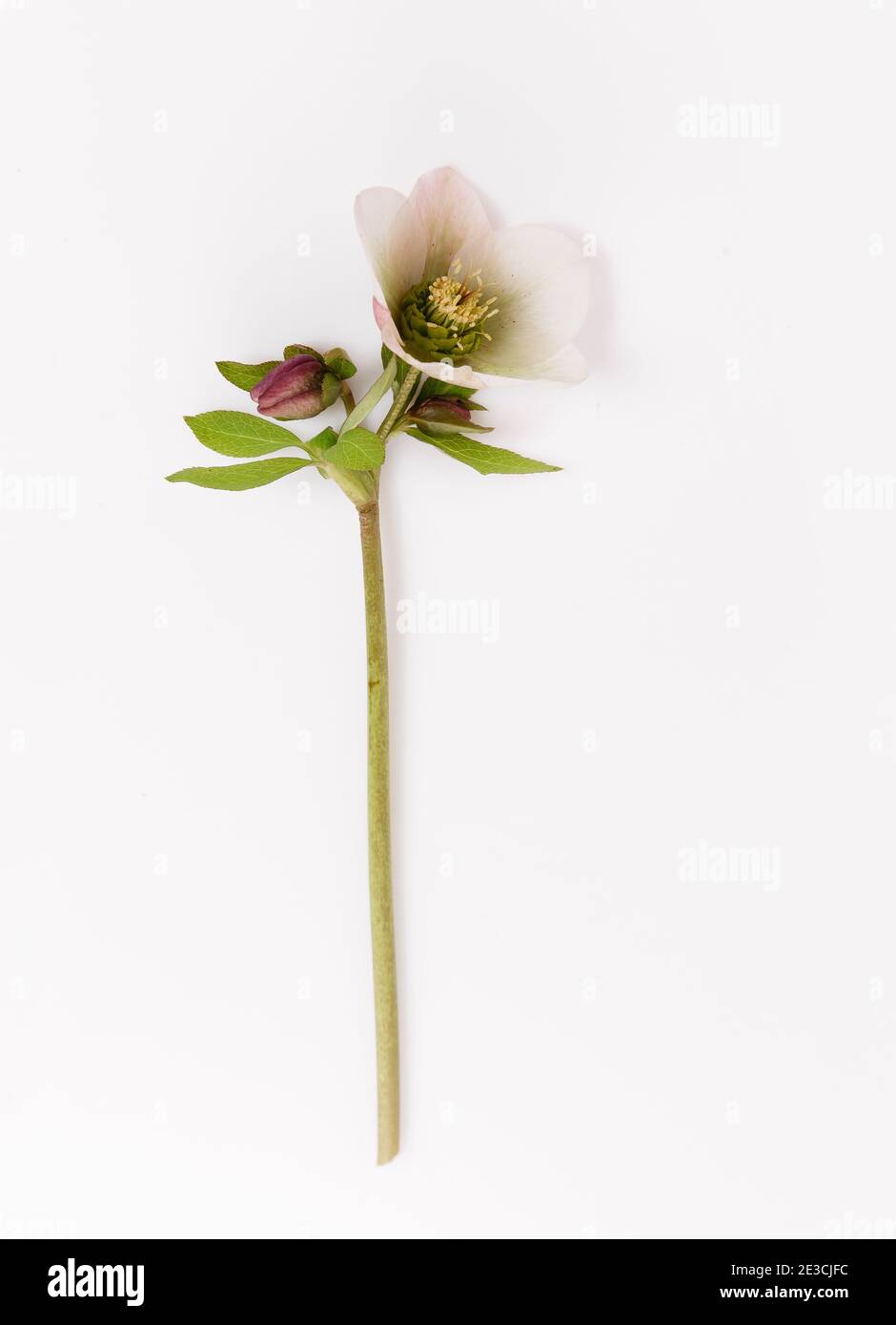 Spring flower, White green flower Helleborus niger isolated on white ...