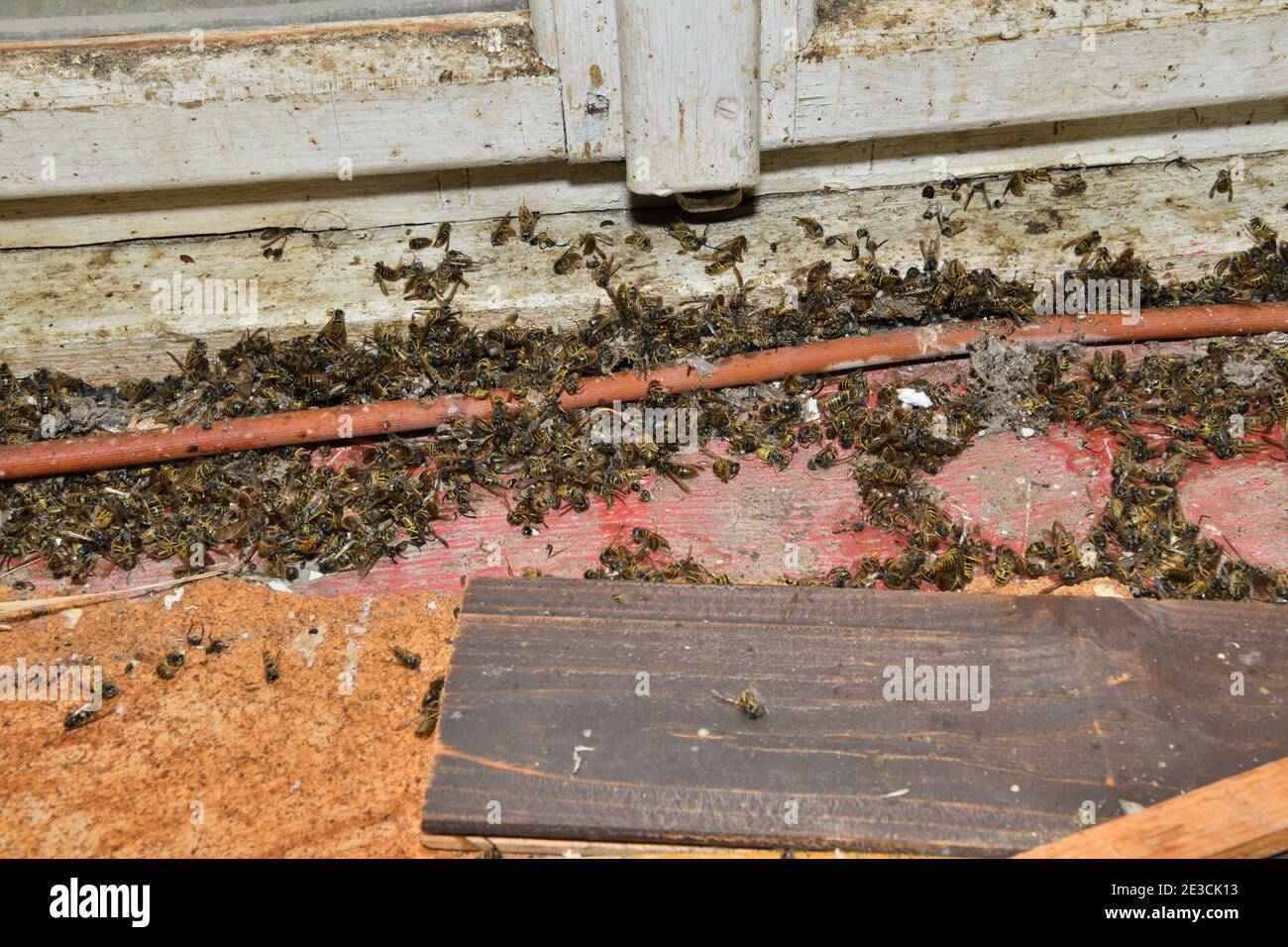 Close up of a pile of dead wasps on a wooden shutter by window Stock ...