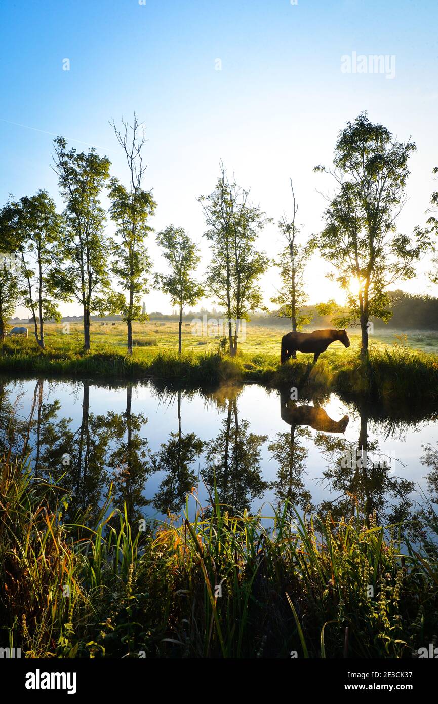 Misty morning reflections on The Grand Union Canal in Aylestone Meadows ...