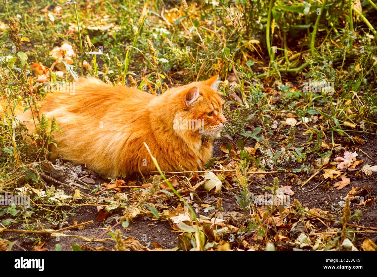 Autumn leaf hunting hi-res stock photography and images - Alamy