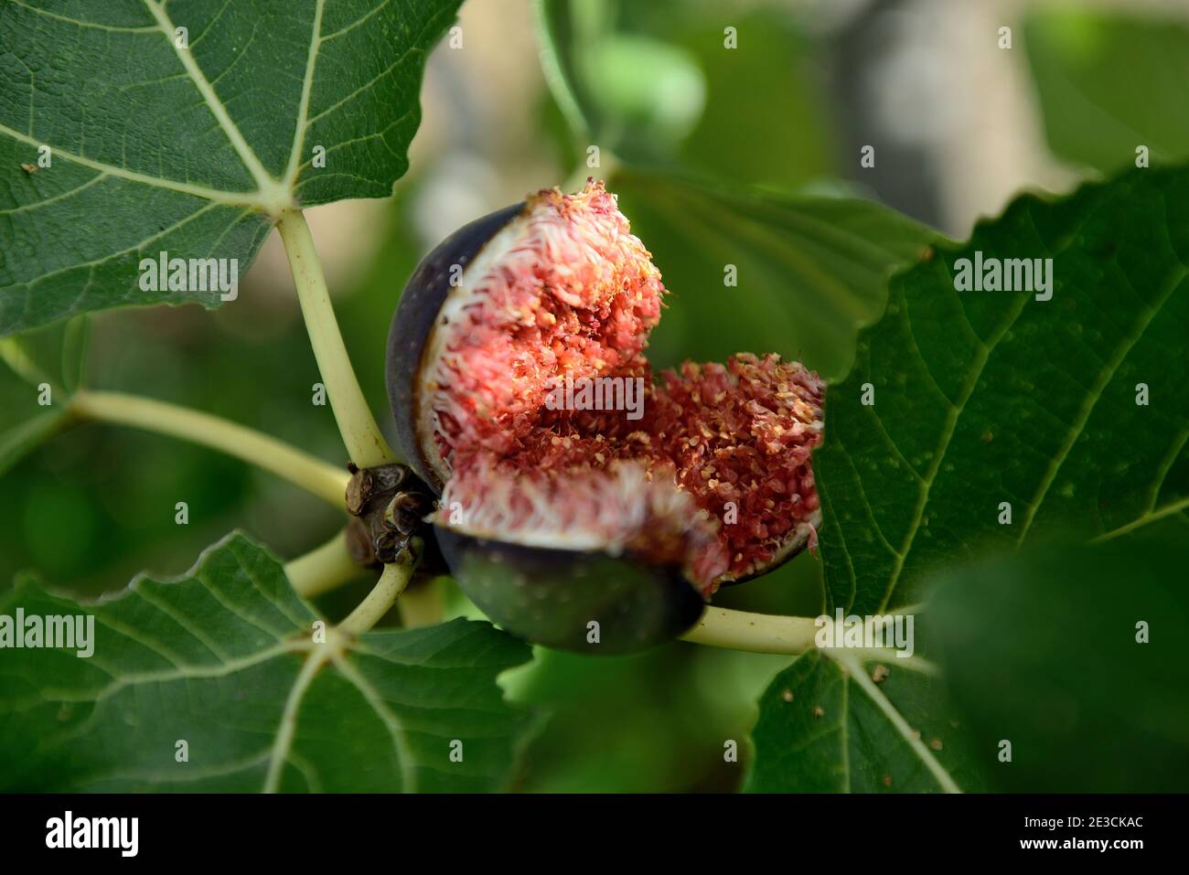 Tree fig hi-res stock photography and images - Alamy