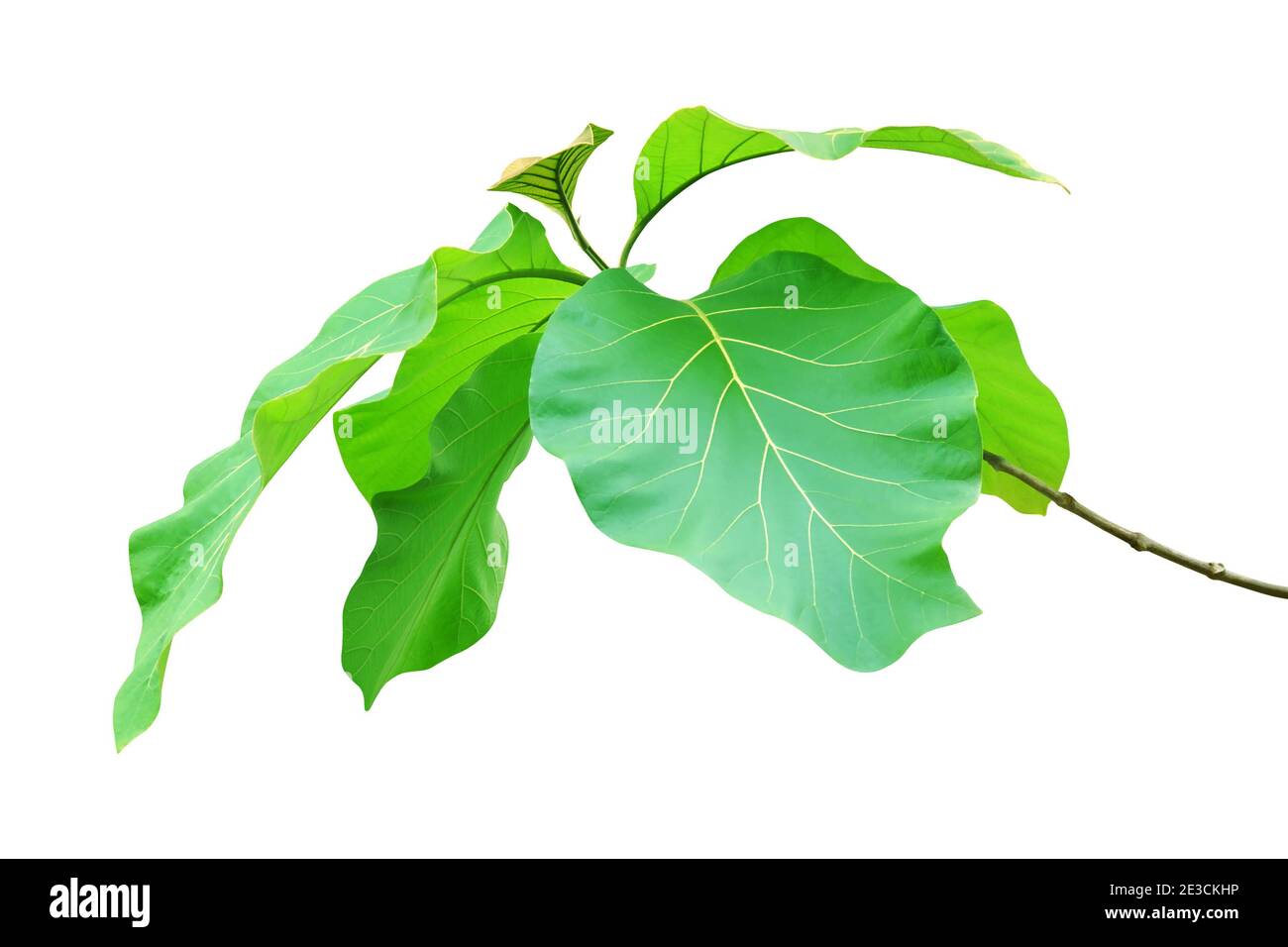 Large Green Leaves of Teak Tree Isolated on White Background Stock ...