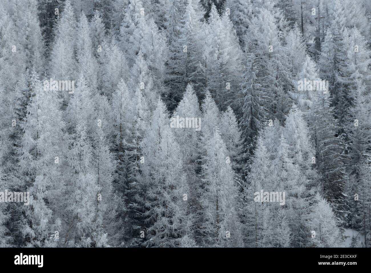 A frozen tree landscape in Switzerland. Minimalist landscape Stock ...