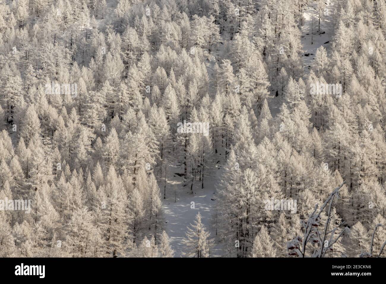 A frozen tree landscape in Switzerland. Minimalist landscape Stock ...