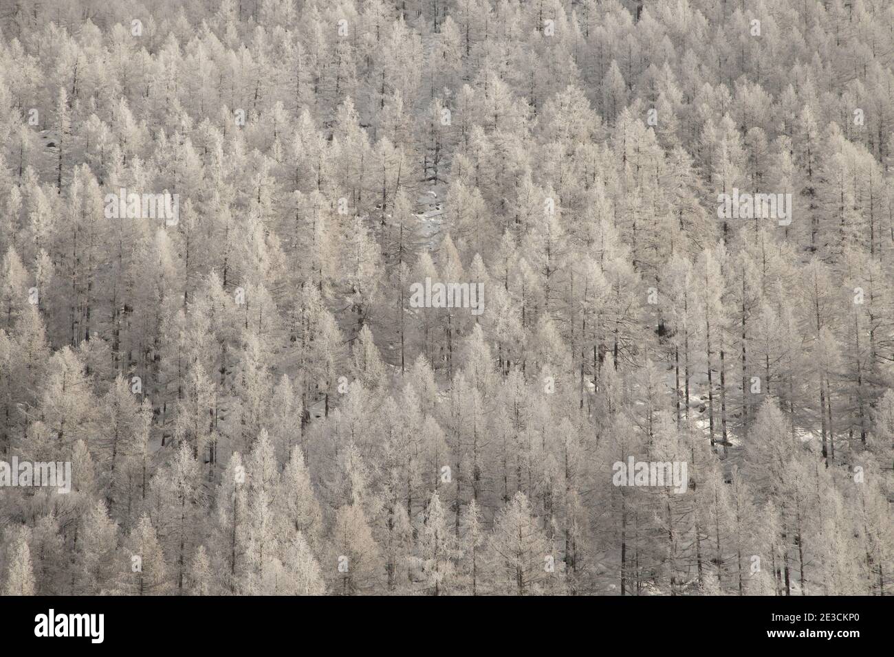 A frozen tree landscape in Switzerland. Minimalist landscape Stock ...