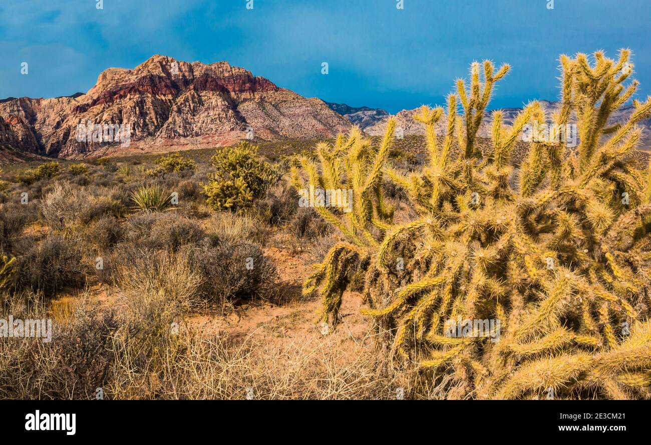 Aztec cactus hi-res stock photography and images - Alamy