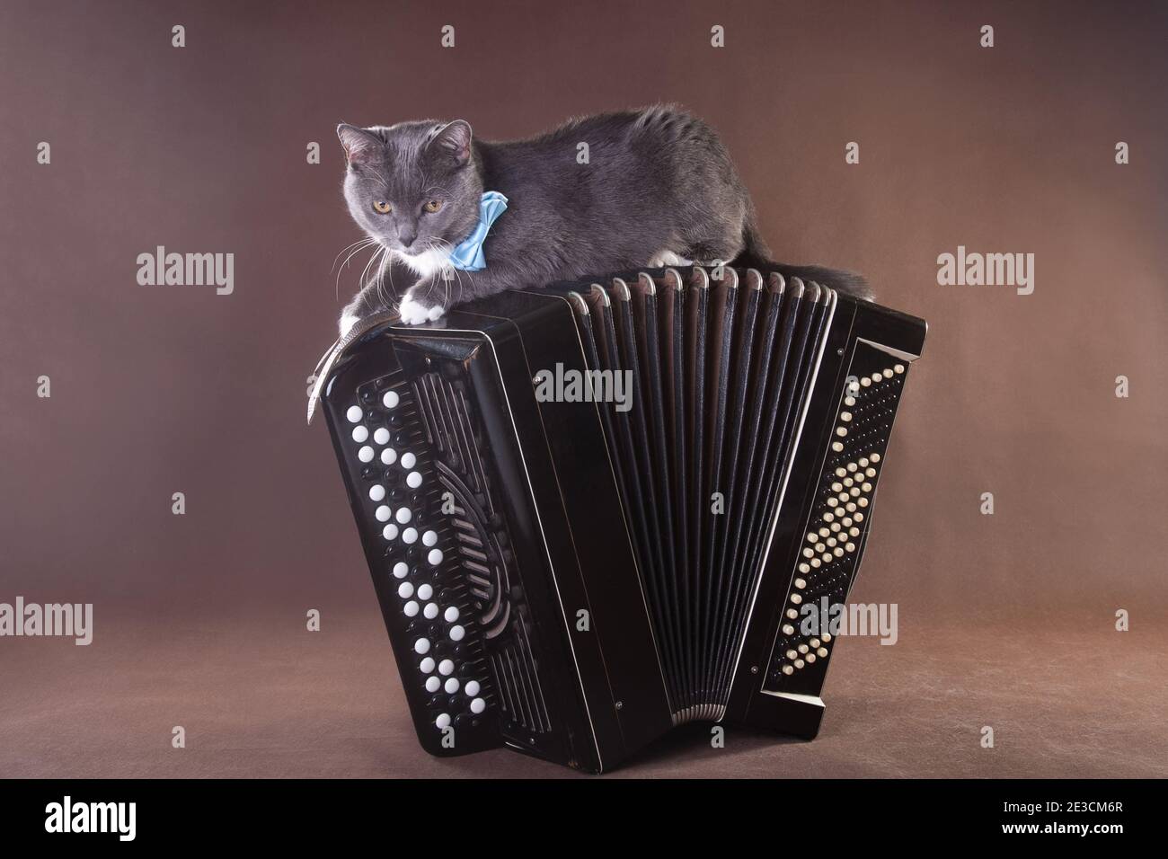 Grey smoky white-breasted domestc cat in blue bowtie laying on musical ...
