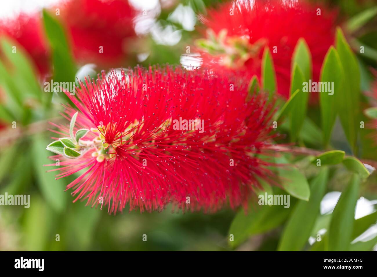 Crimson bottlebrushes hi-res stock photography and images - Alamy