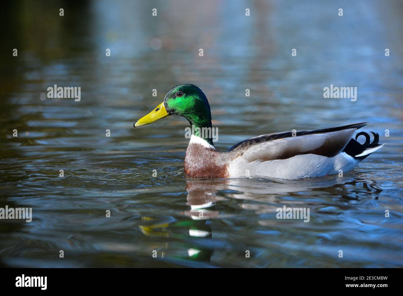 A Mallard duck in the sunshine Stock Photo - Alamy